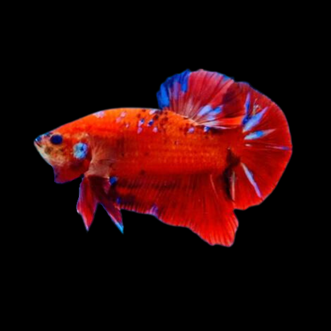 Giant Betta Vs Normal Betta