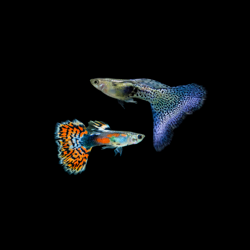 Guppy Fish