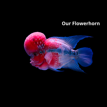 Short Body Flowerhorn Care