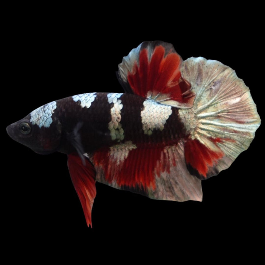 Competition grade - Koi Black Copper Betta Fish (MALE)