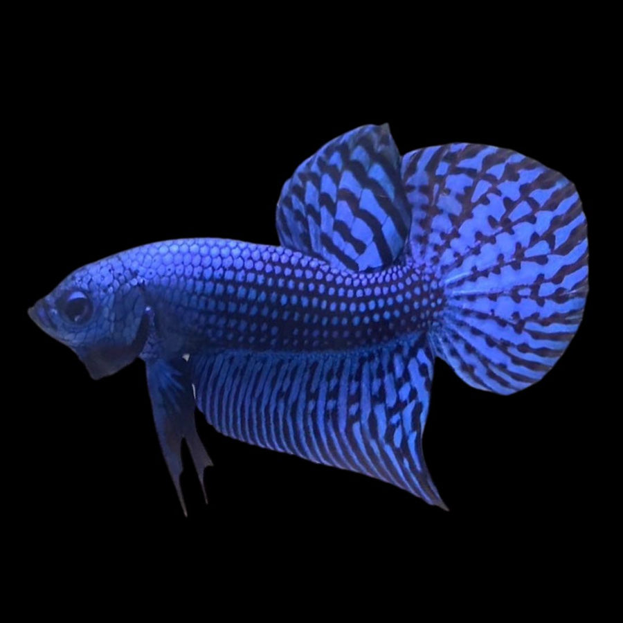 Blue Alien Wild Betta Fish (Male)