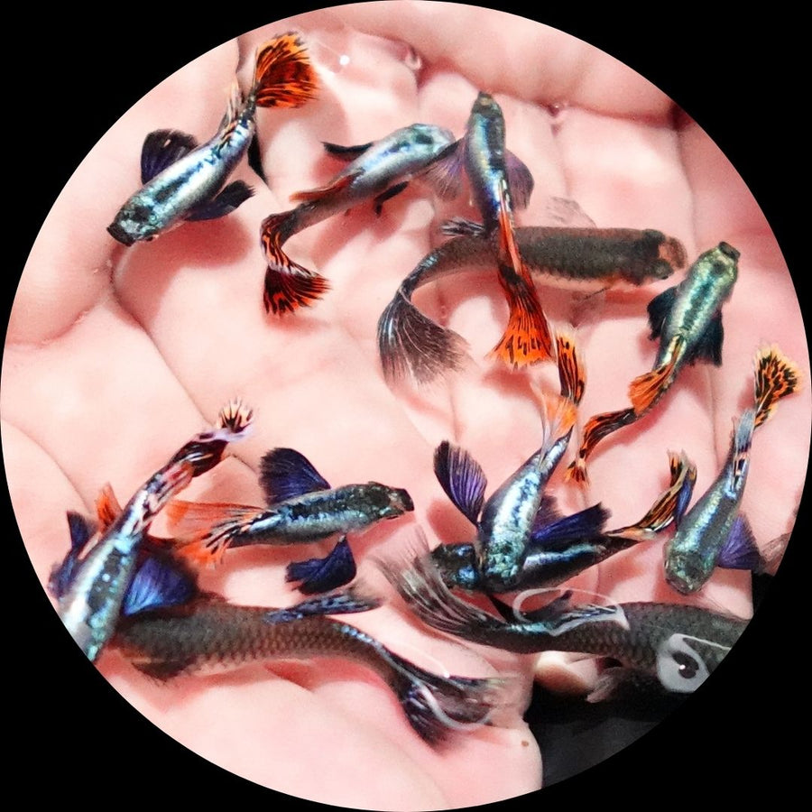 Dumbo Ear Red Mosaic Guppy Fish