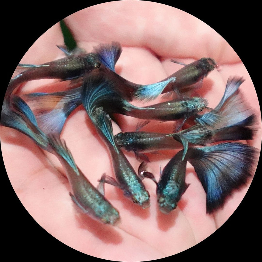 Electric Blue Moscow Guppy Fish