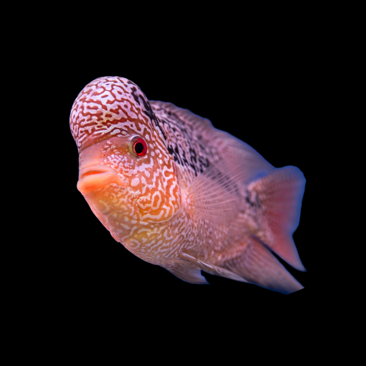 Kamfa