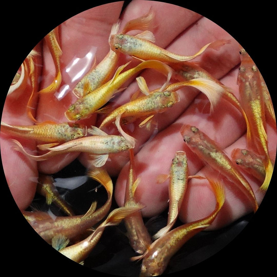 Full Gold 24K Guppy Fish
