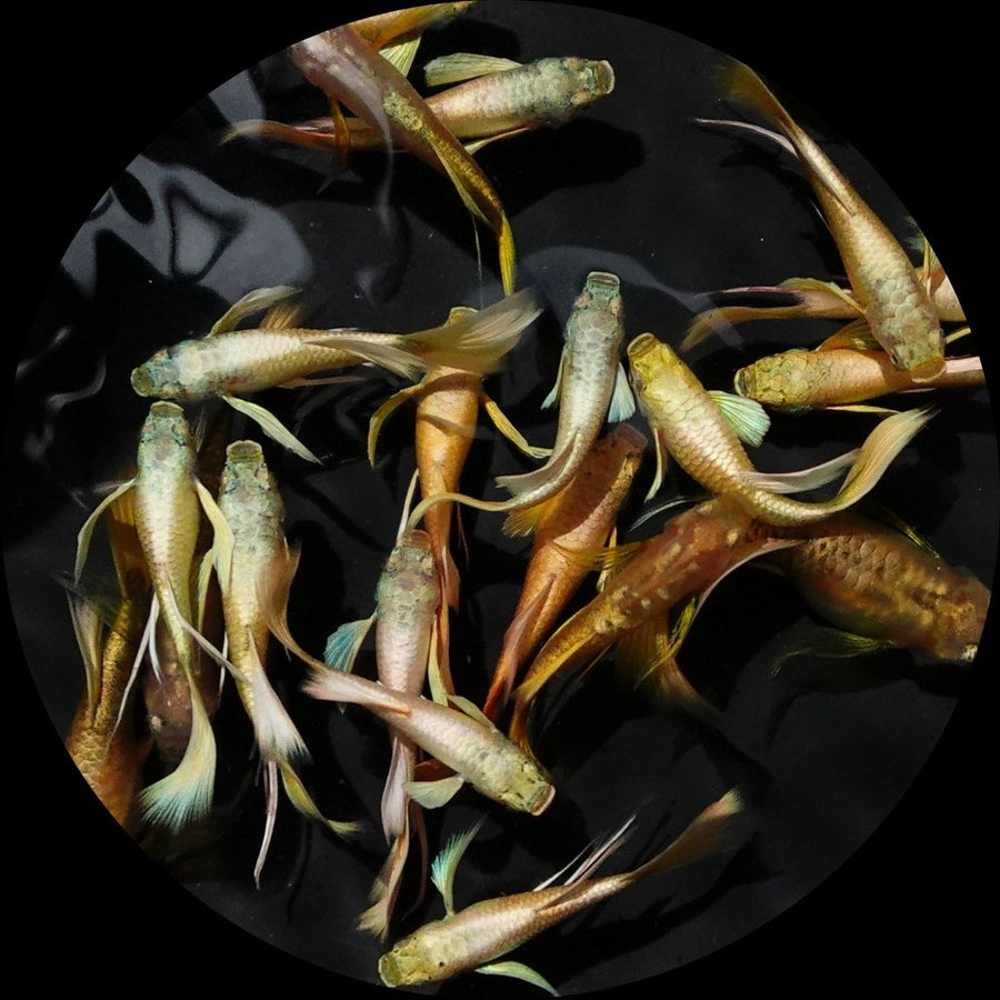 Full Gold 24K Ribbon Fin Guppy Fish