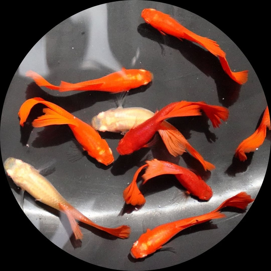 Full Red Albino Guppy Fish