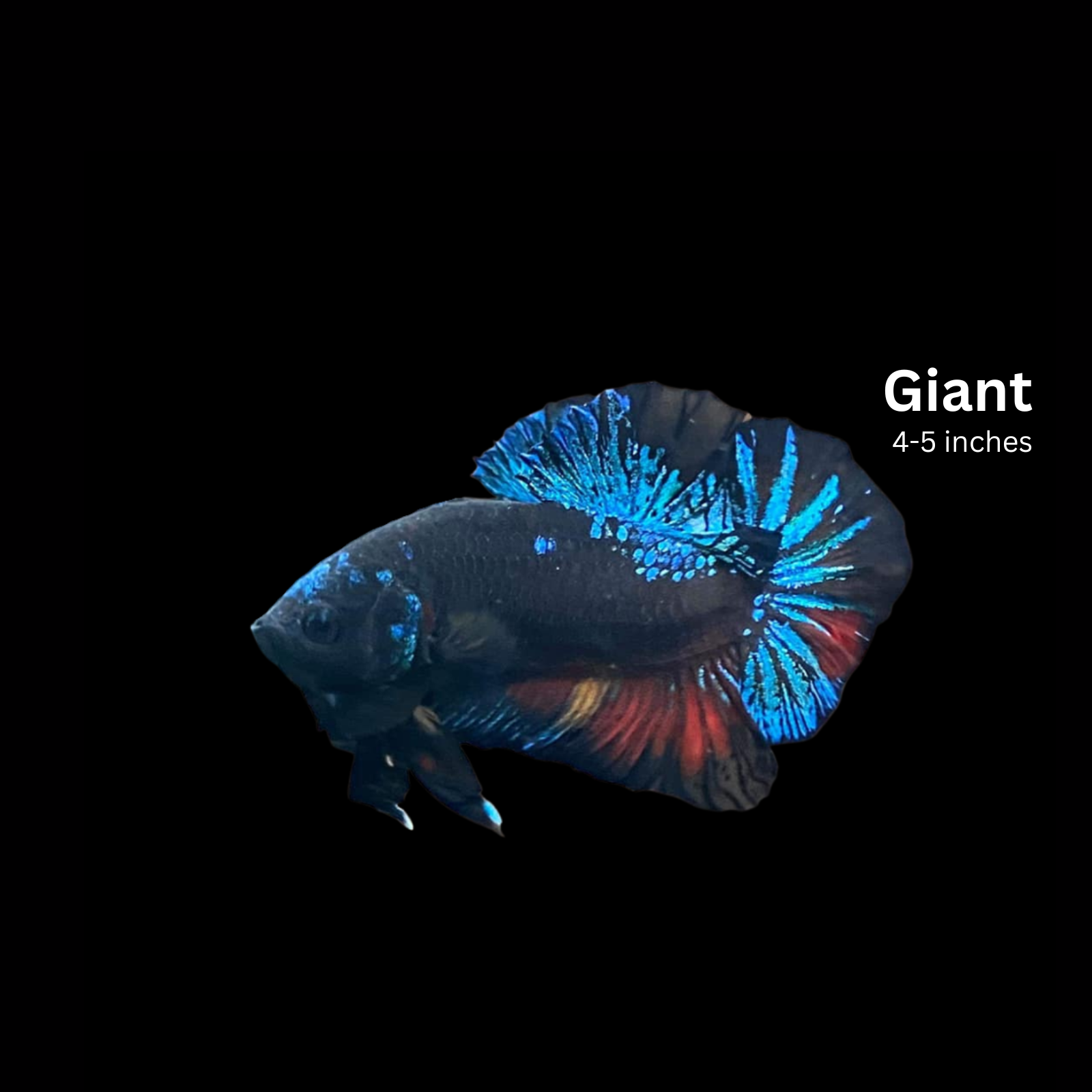 Giant Betta Fish Care Guide