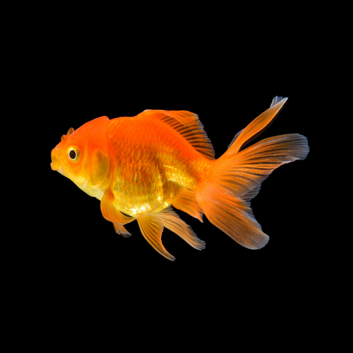 Gold Fish