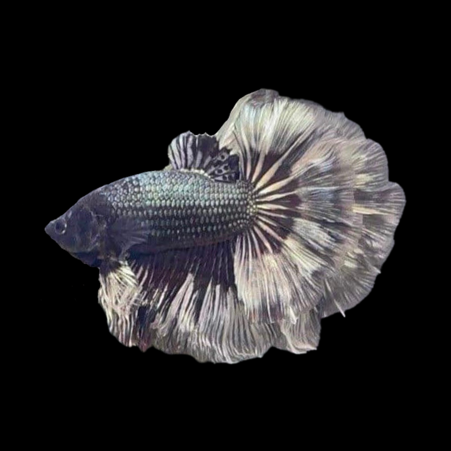 Halfmoon Platinum Betta Fish (Male)