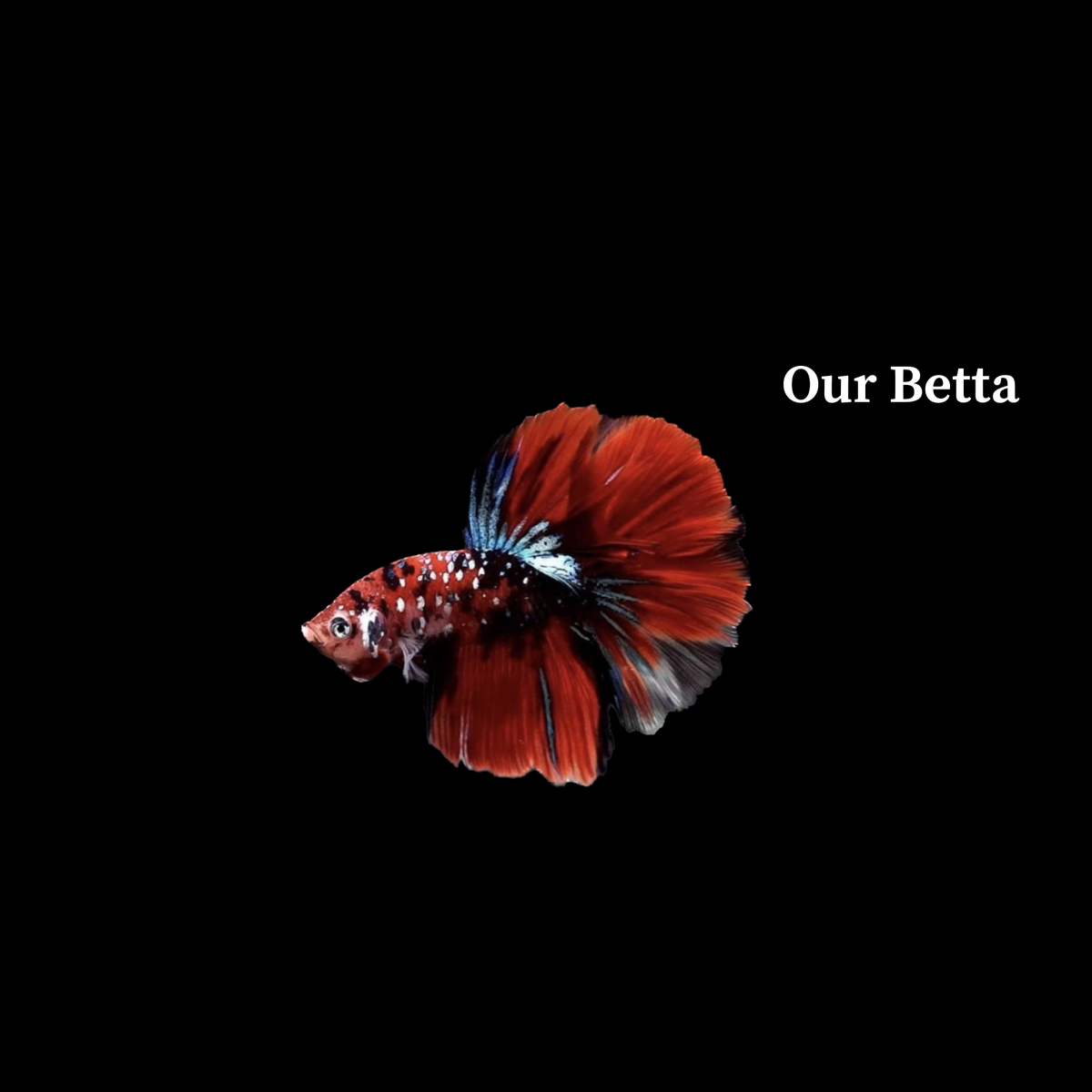 Care Specific For Dragon Betta Fish