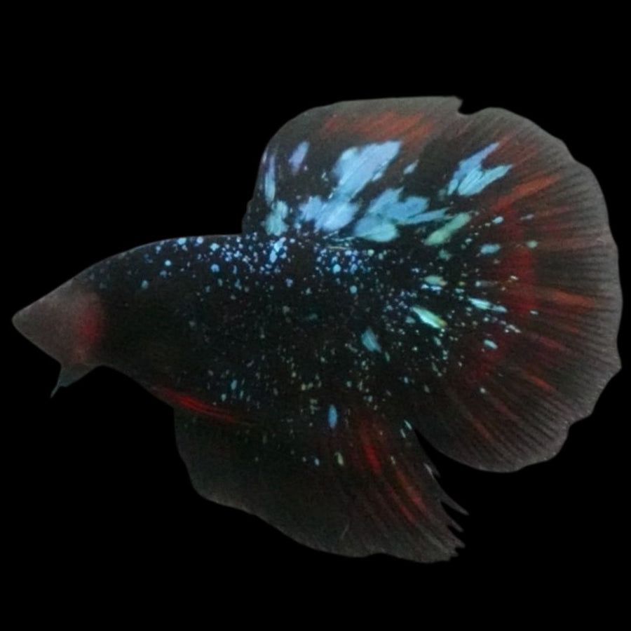 Rare Avatar Betta Fish (Male)