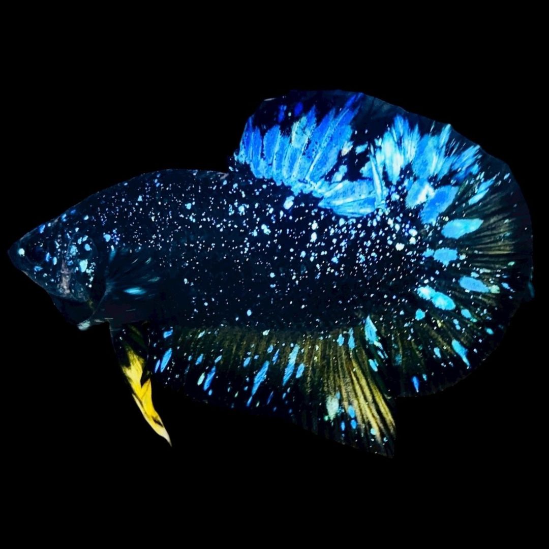 Cold Weather Alert! (To ensure fish safety, all orders for the USA, UK ...