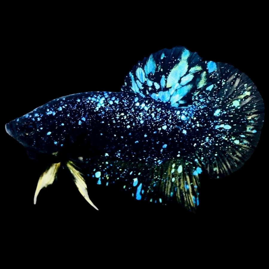 Rare Avatar Betta Fish (Male)