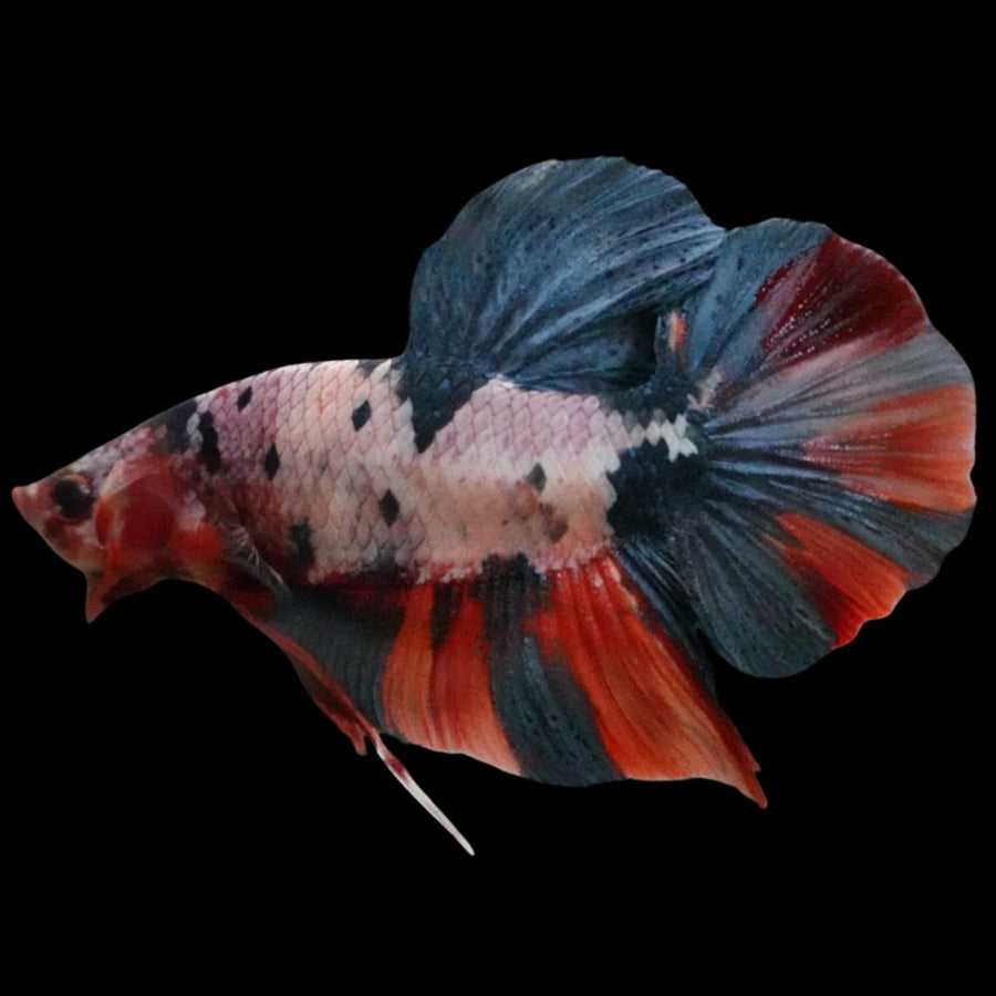 Rare Giant Multicolors Betta Fish (Male)