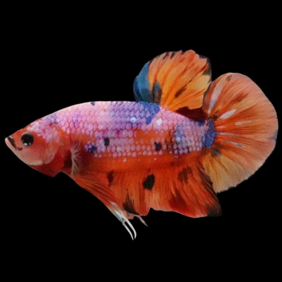 Rare Giant Multicolors Betta Fish (Male)