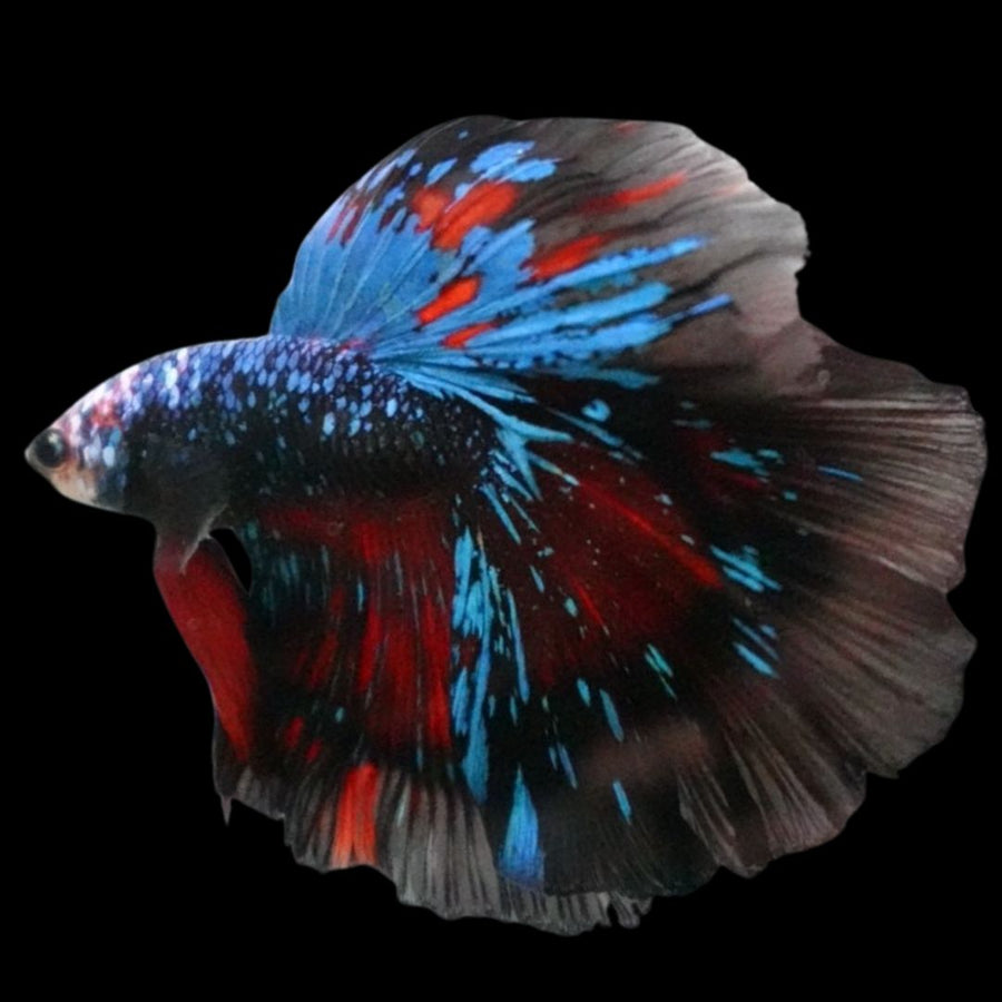 Rare Halfmoon Black Star Betta Fish (Male)