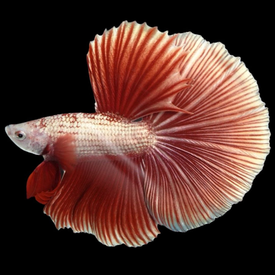 Rare Halfmoon Red Copper Betta Fish (Male)