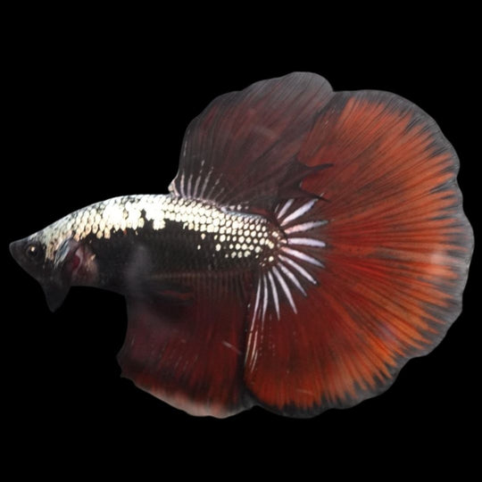 Rare Halfmoon Red Devil Betta Fish (Male)