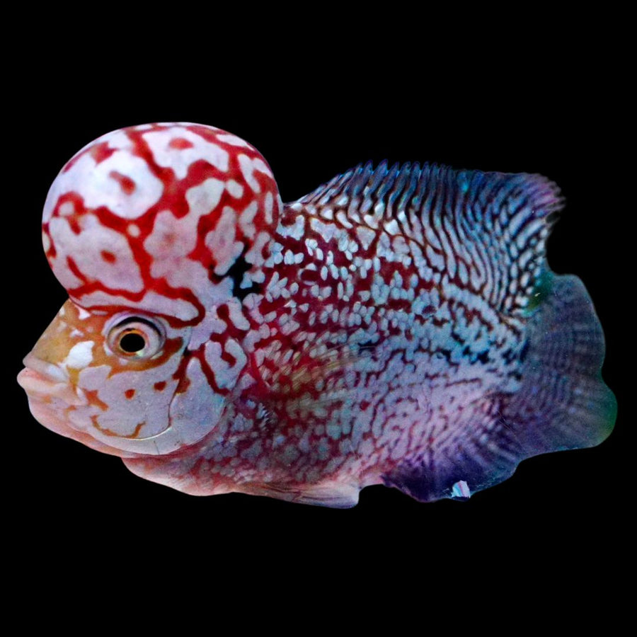 Rare Kamfa Flowerhorn 4.5 inch