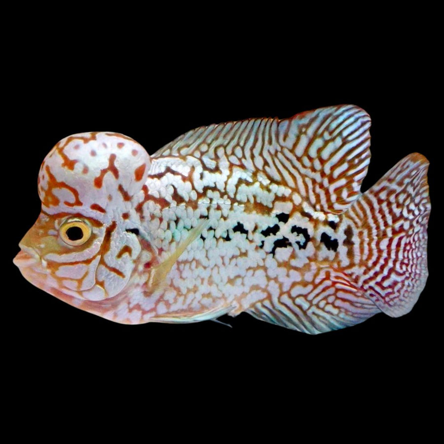 Rare Kamfa Flowerhorn 4 inch