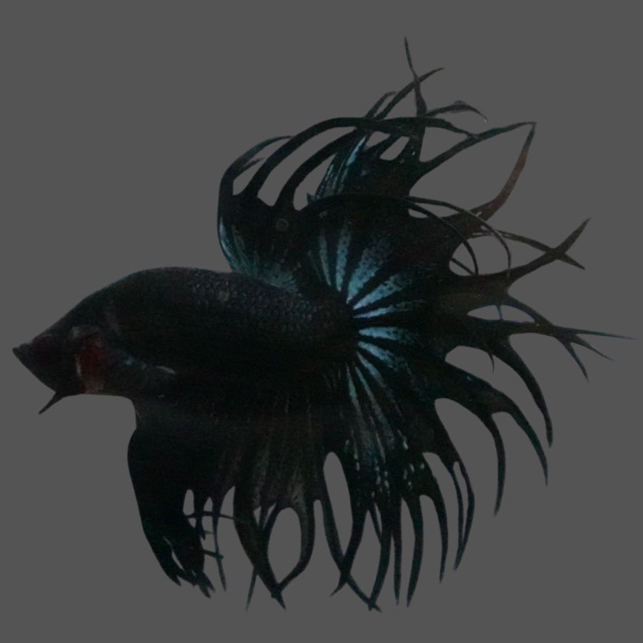 Rare King Crowntail Betta Fish (MALE)