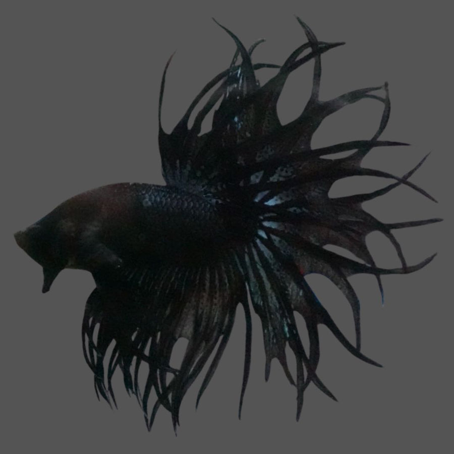 Rare King Crowntail Betta Fish (MALE)