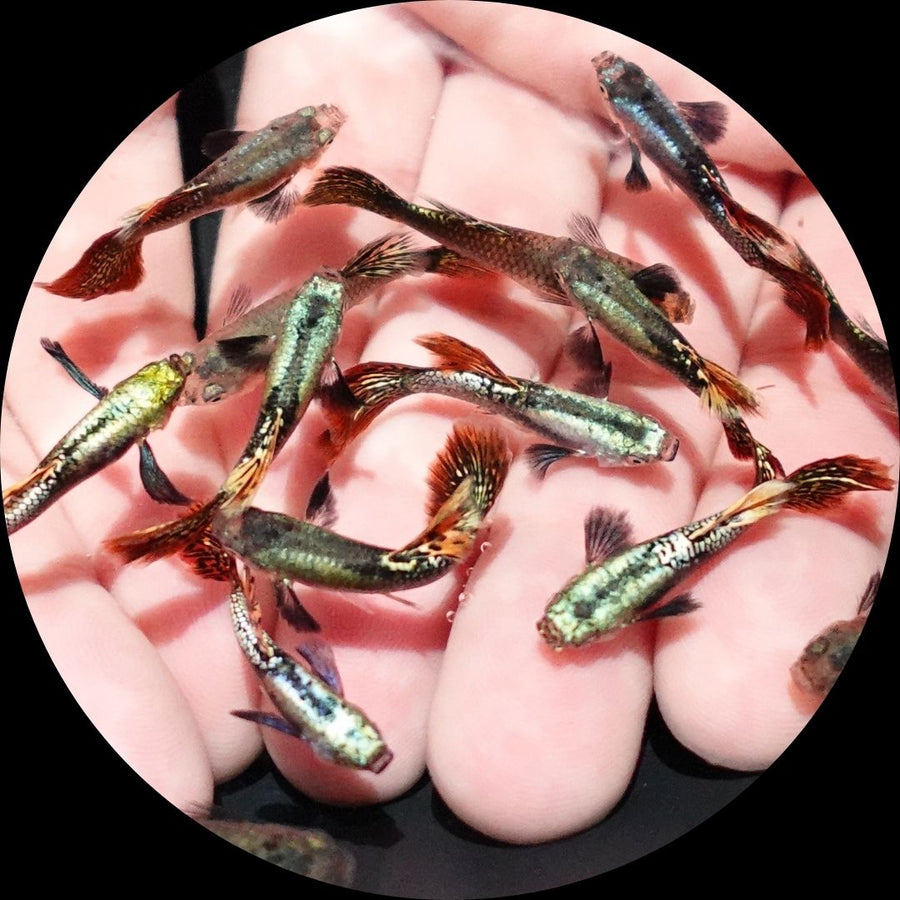 Red Dragon Guppy Fish