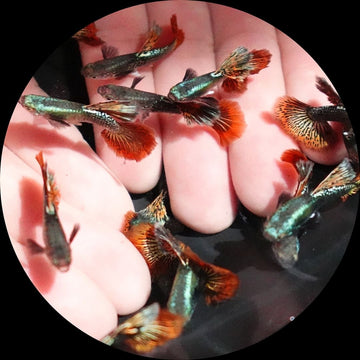 Red Dragon Halfmoon Big Dorsal Guppy Fish