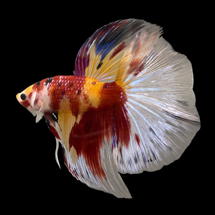 Competition Giant Halfmoon Koi Betta Fish (MALE)