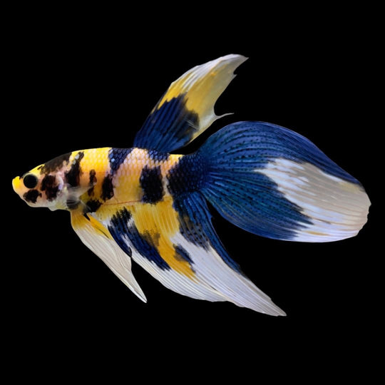 Competition - Veiltail Yellow Koi Betta Fish (MALE)