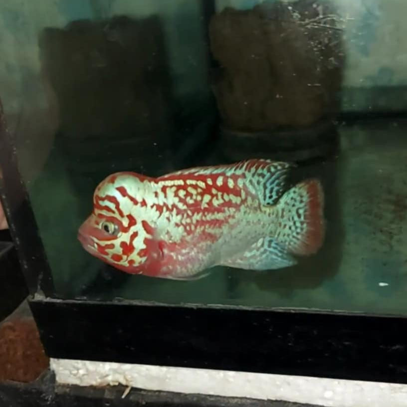 Cold Weather Alert! (To ensure fish safety, all orders for the USA, UK ...