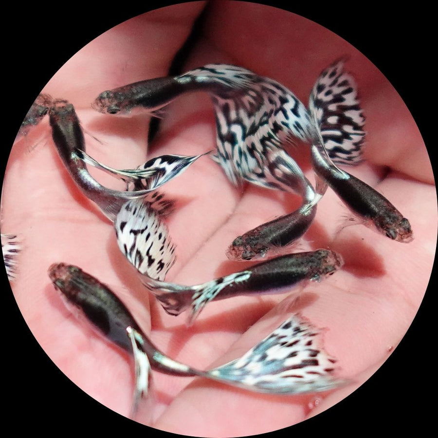 Santa Maria Endler Guppy Fish