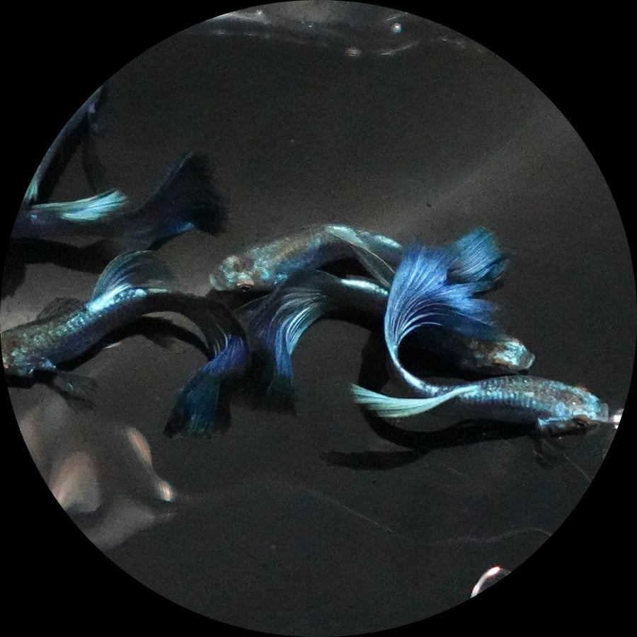 Singa Blue Tail Guppy Fish
