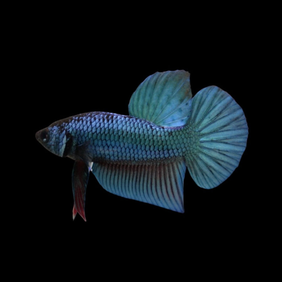 Hybrid Blue Ocean Wild Betta Fish (Male)