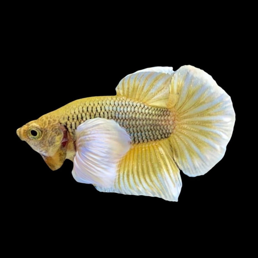 Dumbo Pineapple Butterfly Betta Fish (Male)