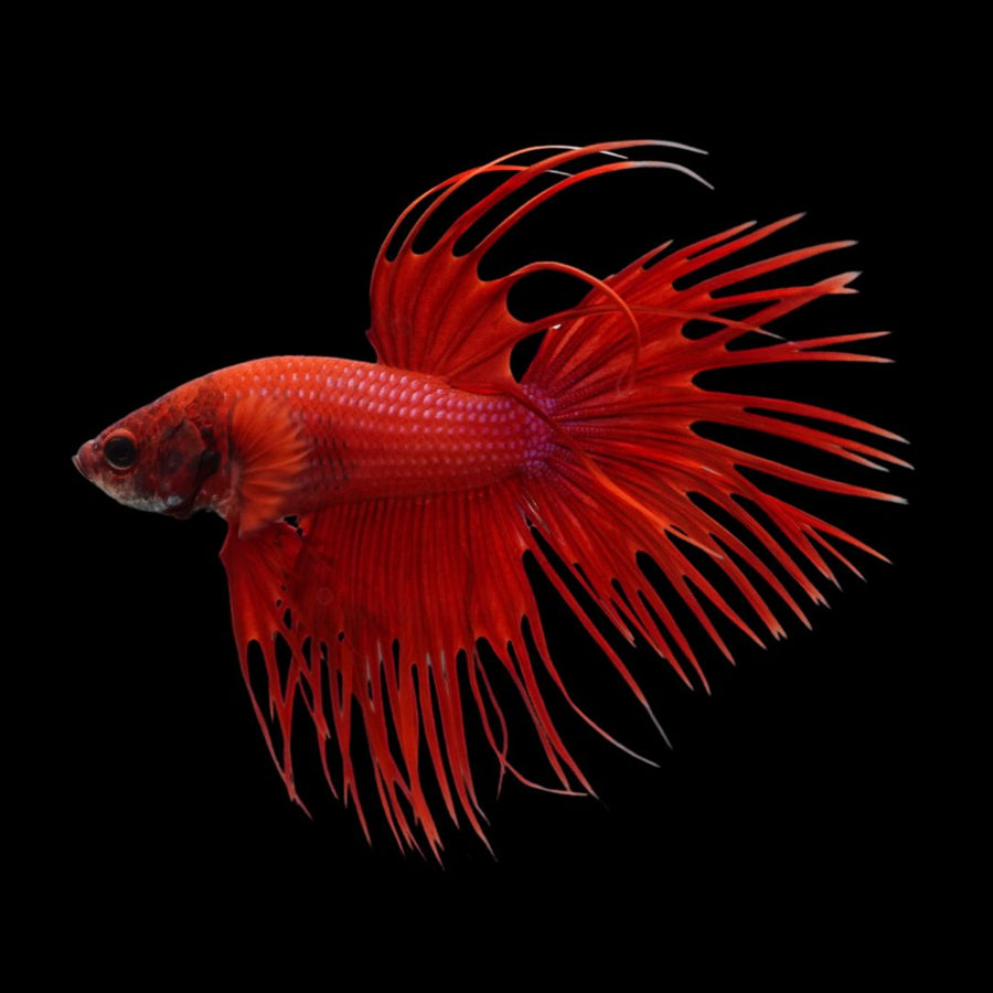 Crowntail Red Betta Fish (Male)