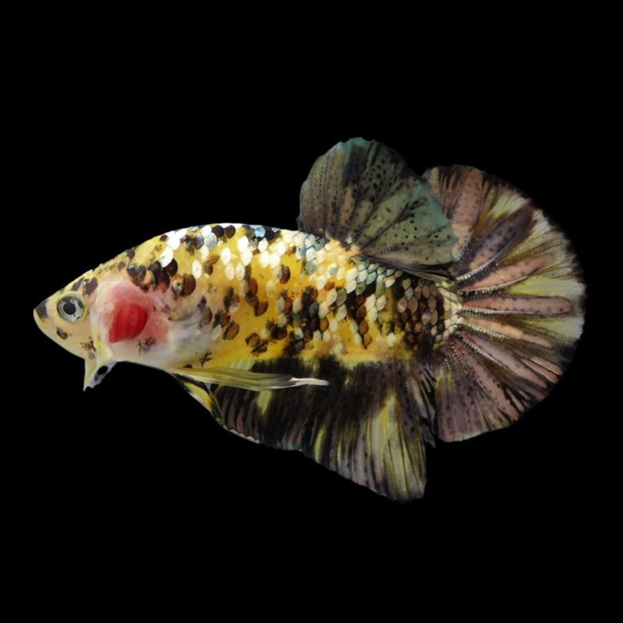 Competition grade - Yellow Copper Tiger Betta Fish (MALE)