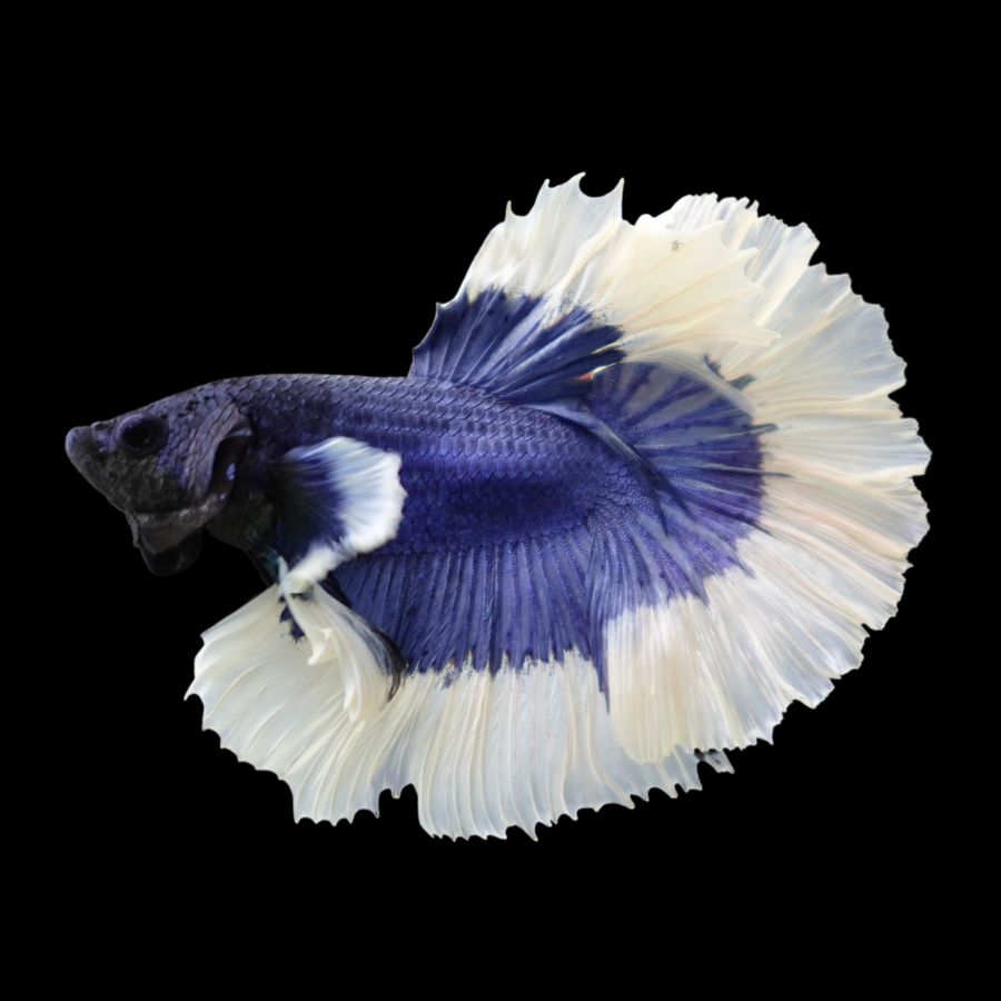 Halfmoon Blue Butterfly Betta Fish (Male)