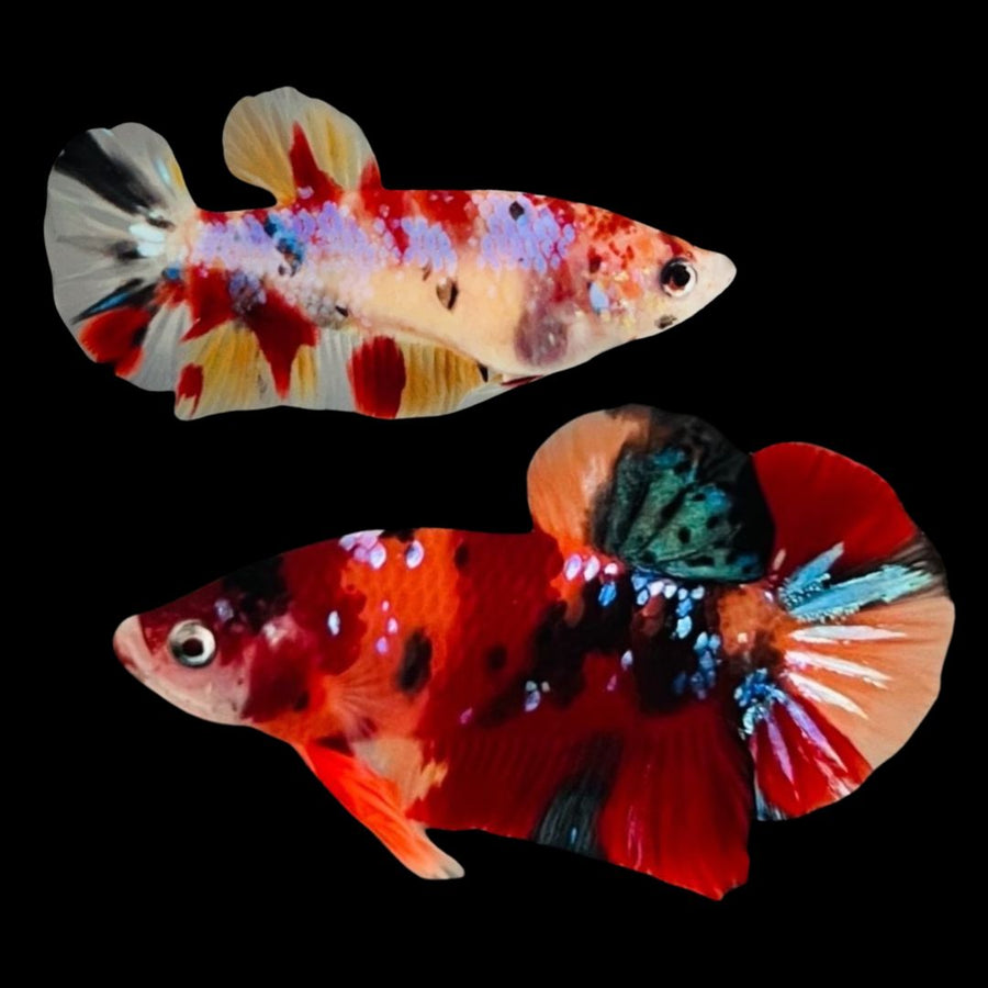 Rare Pair Koi Multicolors Betta Fish (Male & Female)