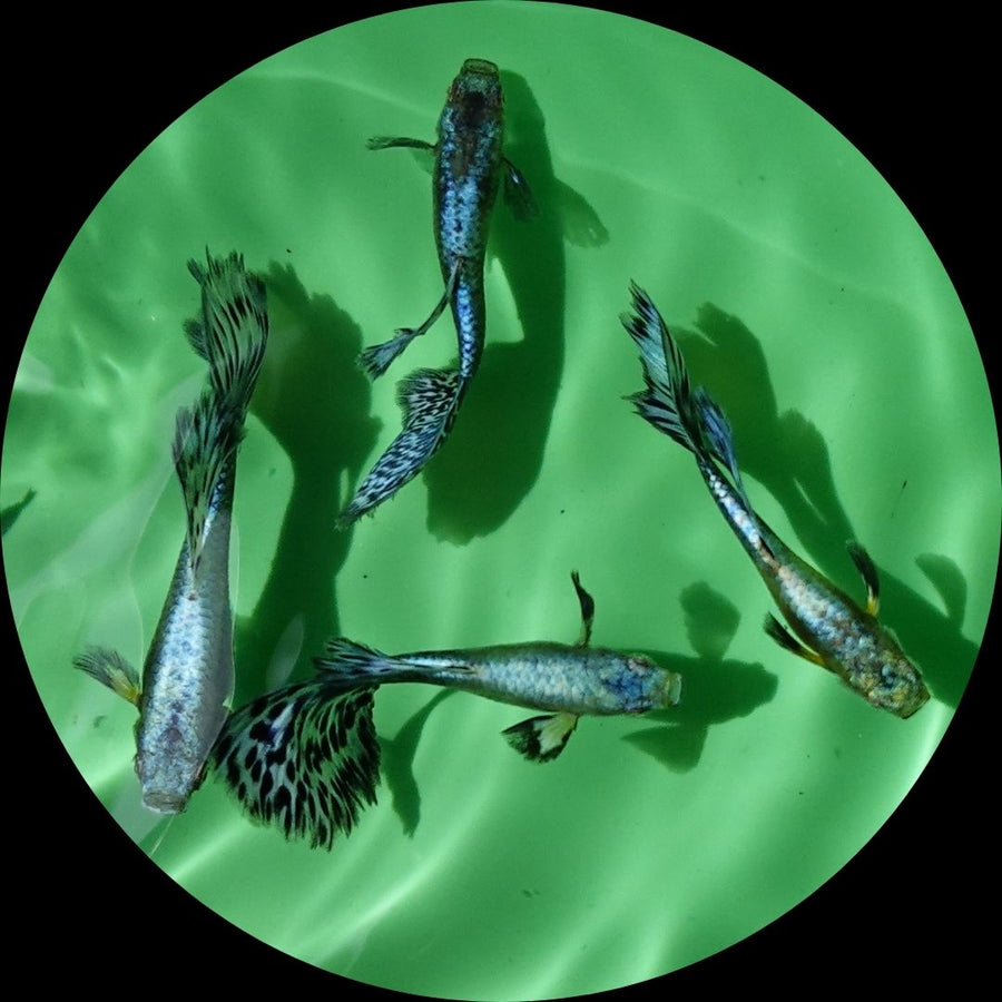 Purple Mosaic Guppy Fish