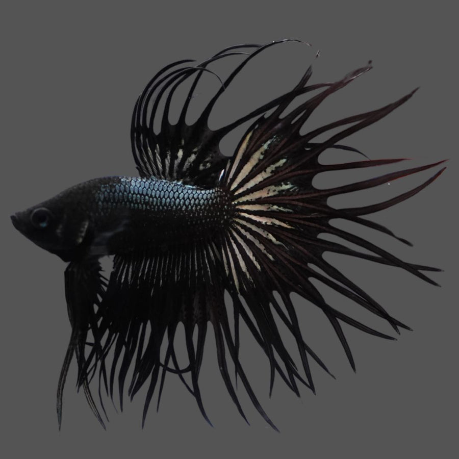 Rare King Crowntail Betta Fish (MALE)