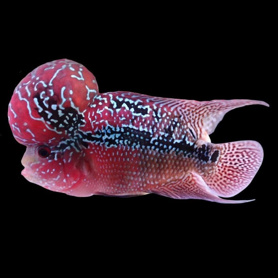 Rare Flowerhorn Two Tone (F3) - 6 inch