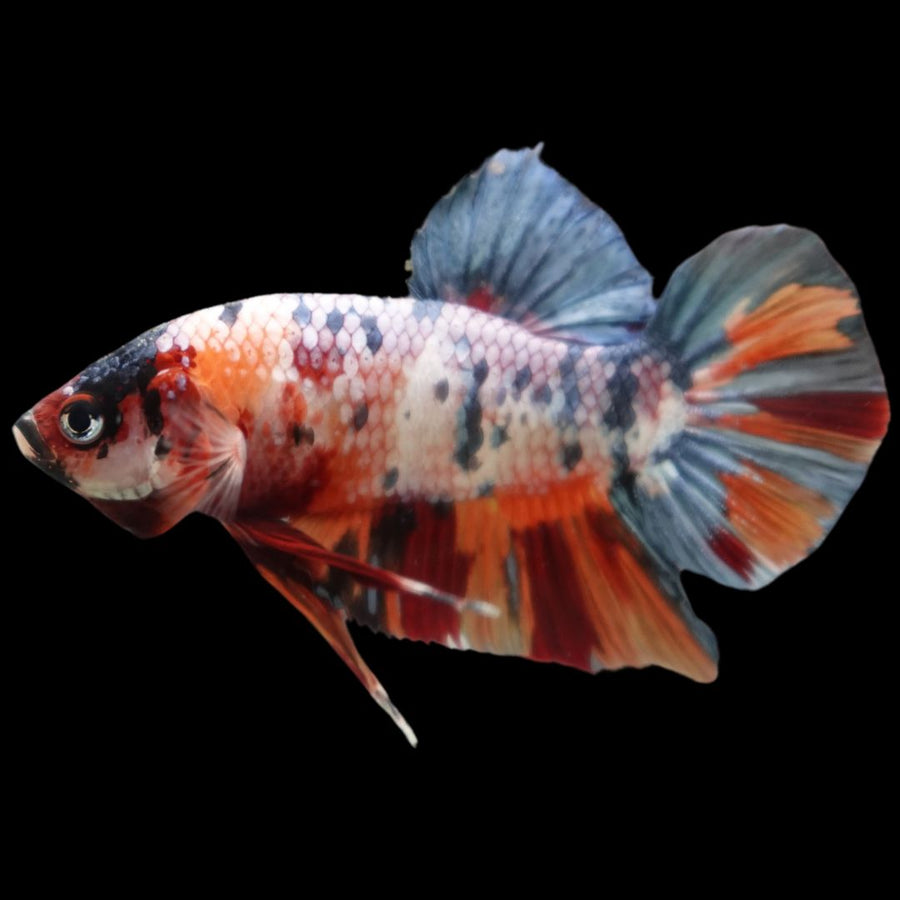 Rare Giant Multicolors Betta Fish (Male)