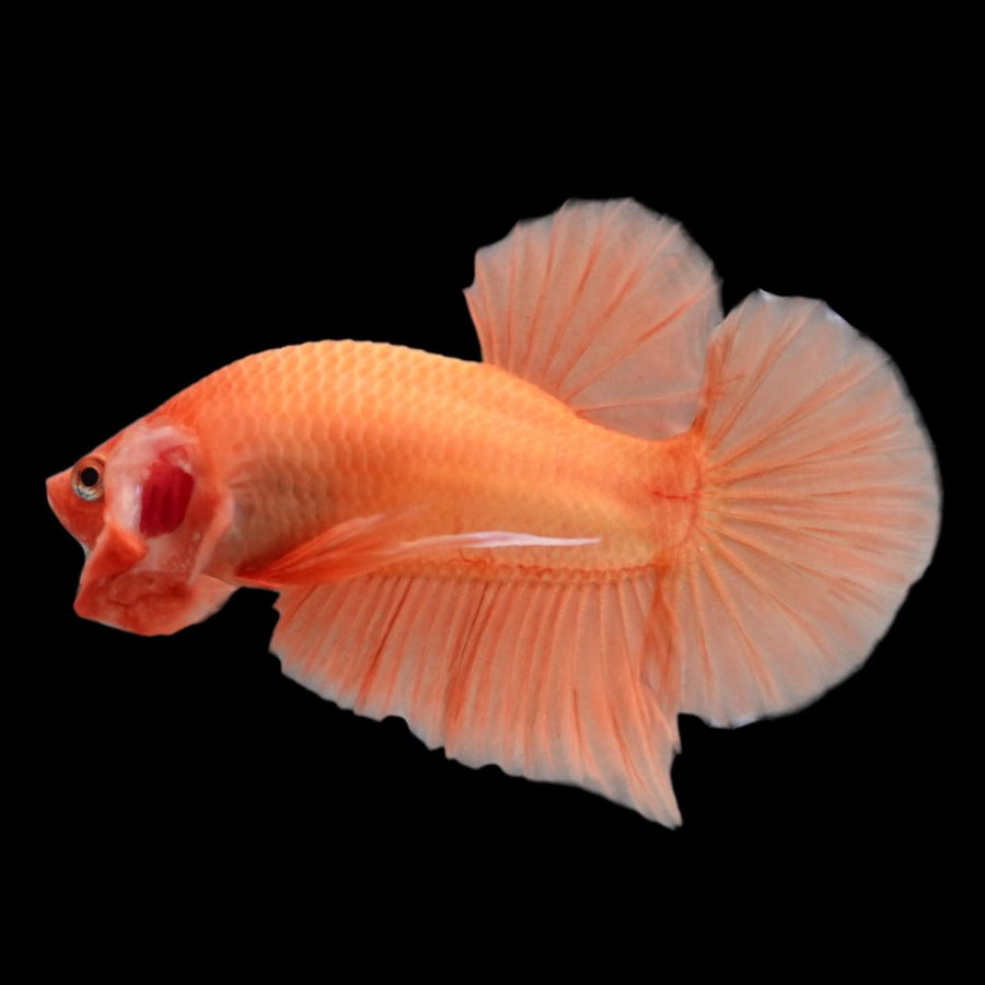 Marmalade Orange Betta Fish (Male)