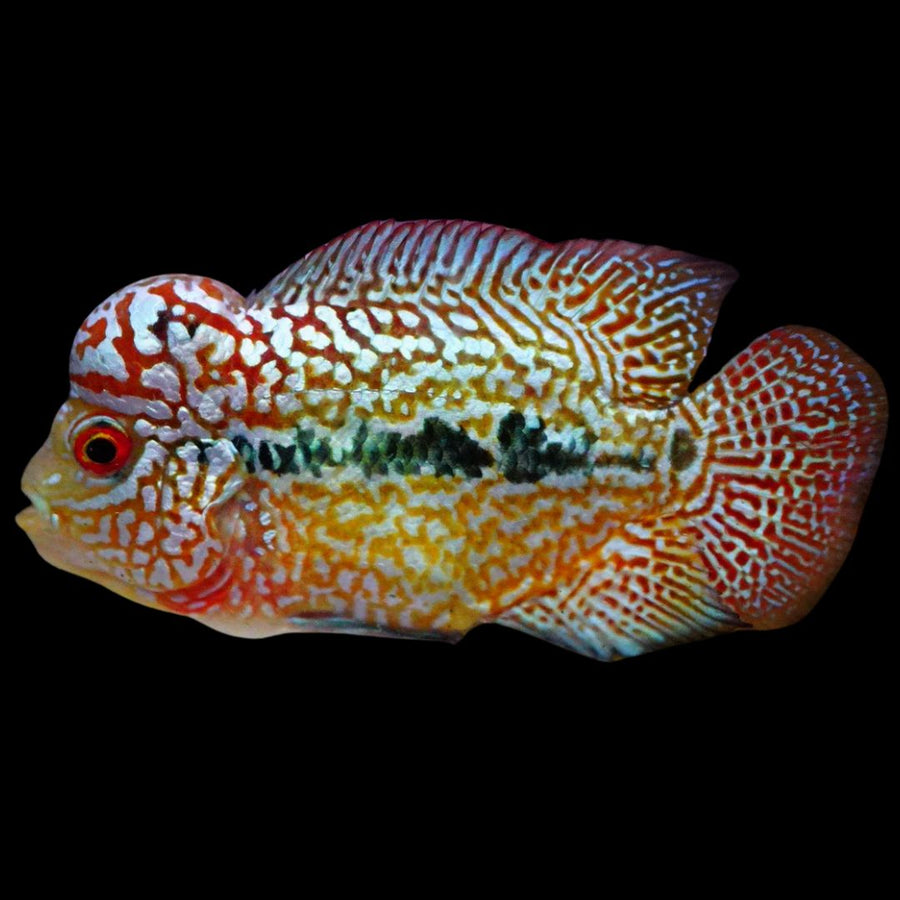 Rare Kamfa Golden Base Flowerhorn 3.5 inch