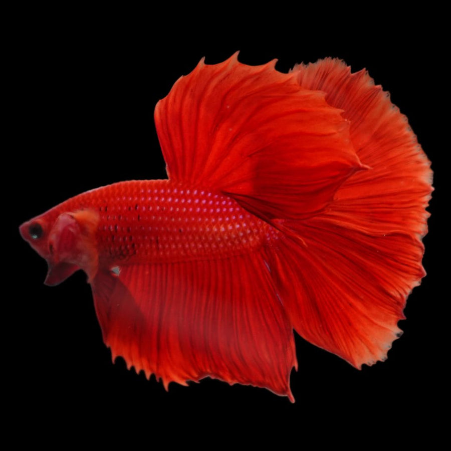 Halfmoon Red Betta Fish (Male)