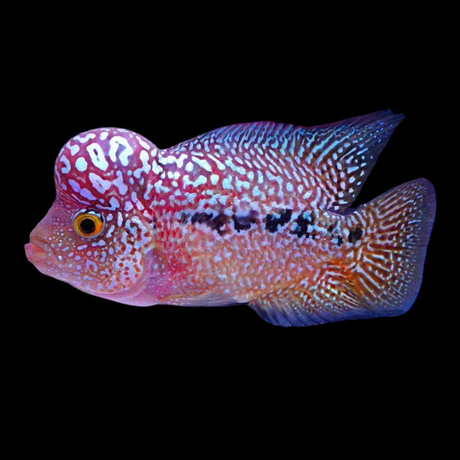 Rare Kamfa Flowerhorn