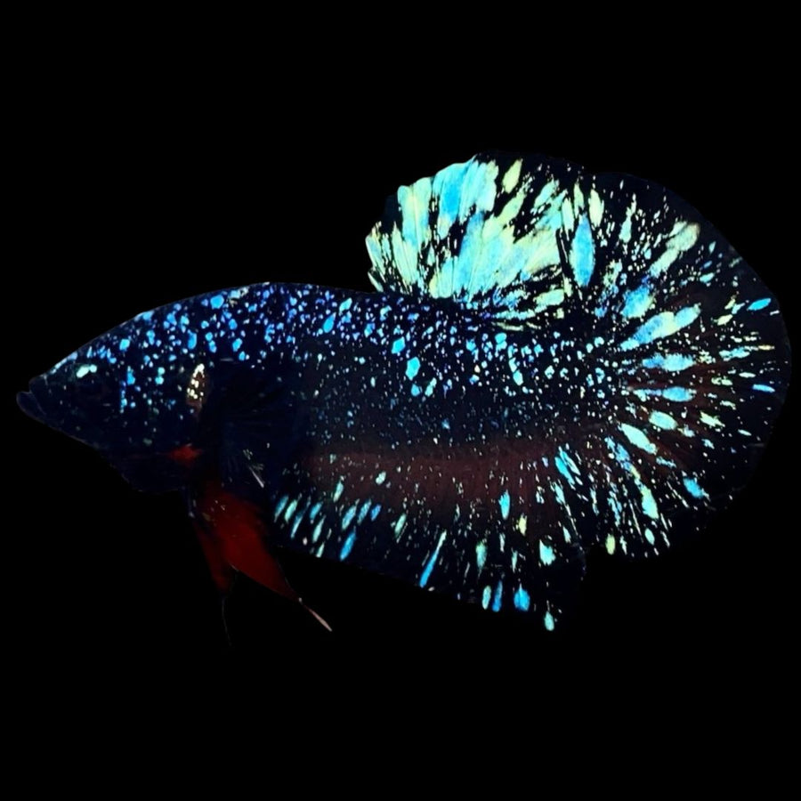 Rare Avatar Betta Fish (Male)