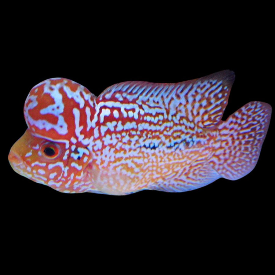 Rare Kamfa Golden Base Flowerhorn 4 inch